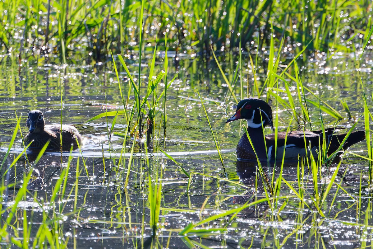 eBird Checklist - 23 Apr 2025 - Billy Frank Jr. Nisqually NWR - 79 ...