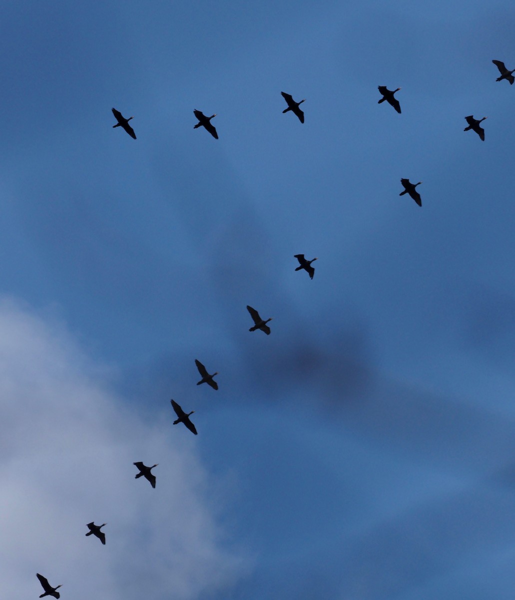 Pennsylvania Bird Atlas Checklist - 24 Apr 2025 - Pomeroy McMichaels ...