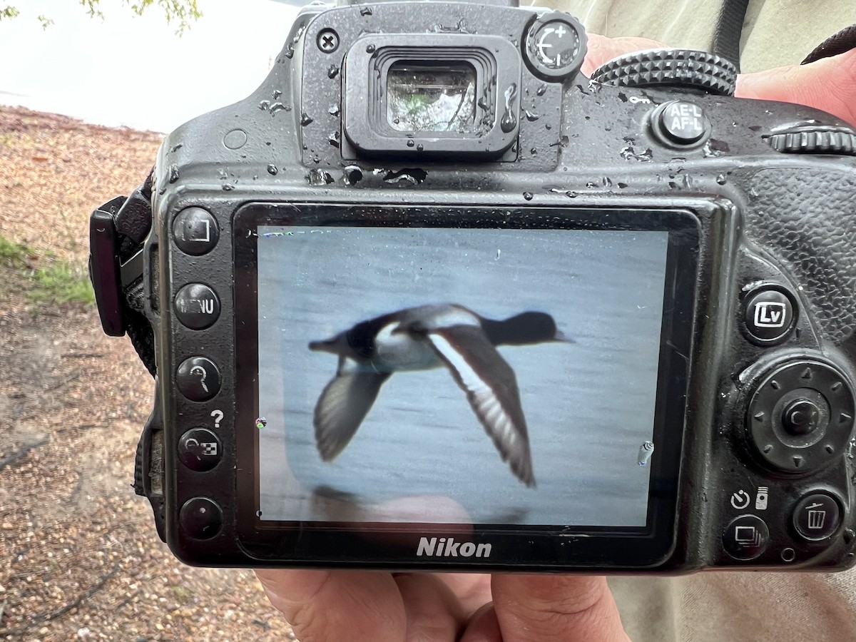 eBird Checklist - 24 Apr 2025 - Blue Ridge Lake--Morganton Point ...