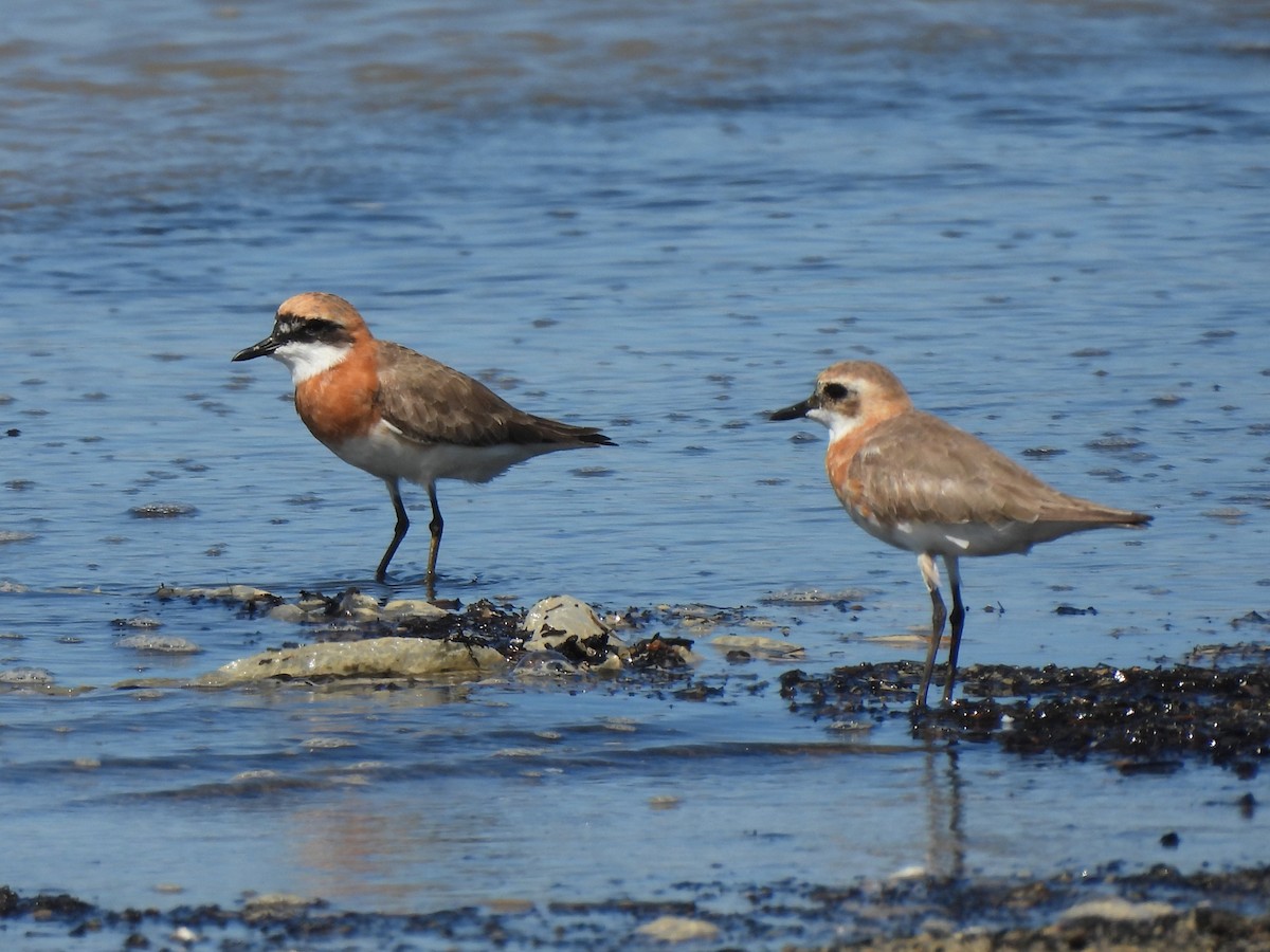 eBird Checklist - 19 Apr 2025 - Endau Teriang Penyabong Longshore - 19 ...