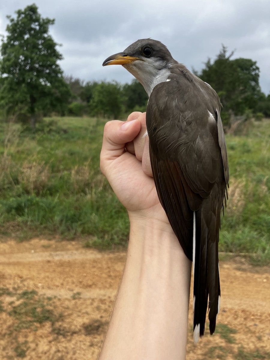 eBird Checklist - 24 Apr 2025 - Texas A&M Univ.--Ecology & Natural Resource area - 47 species