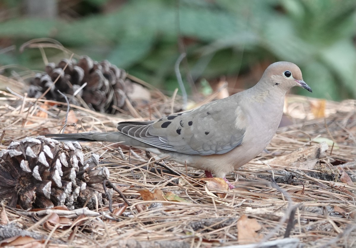eBird Checklist - 24 Apr 2025 - My Backyard - 15 species
