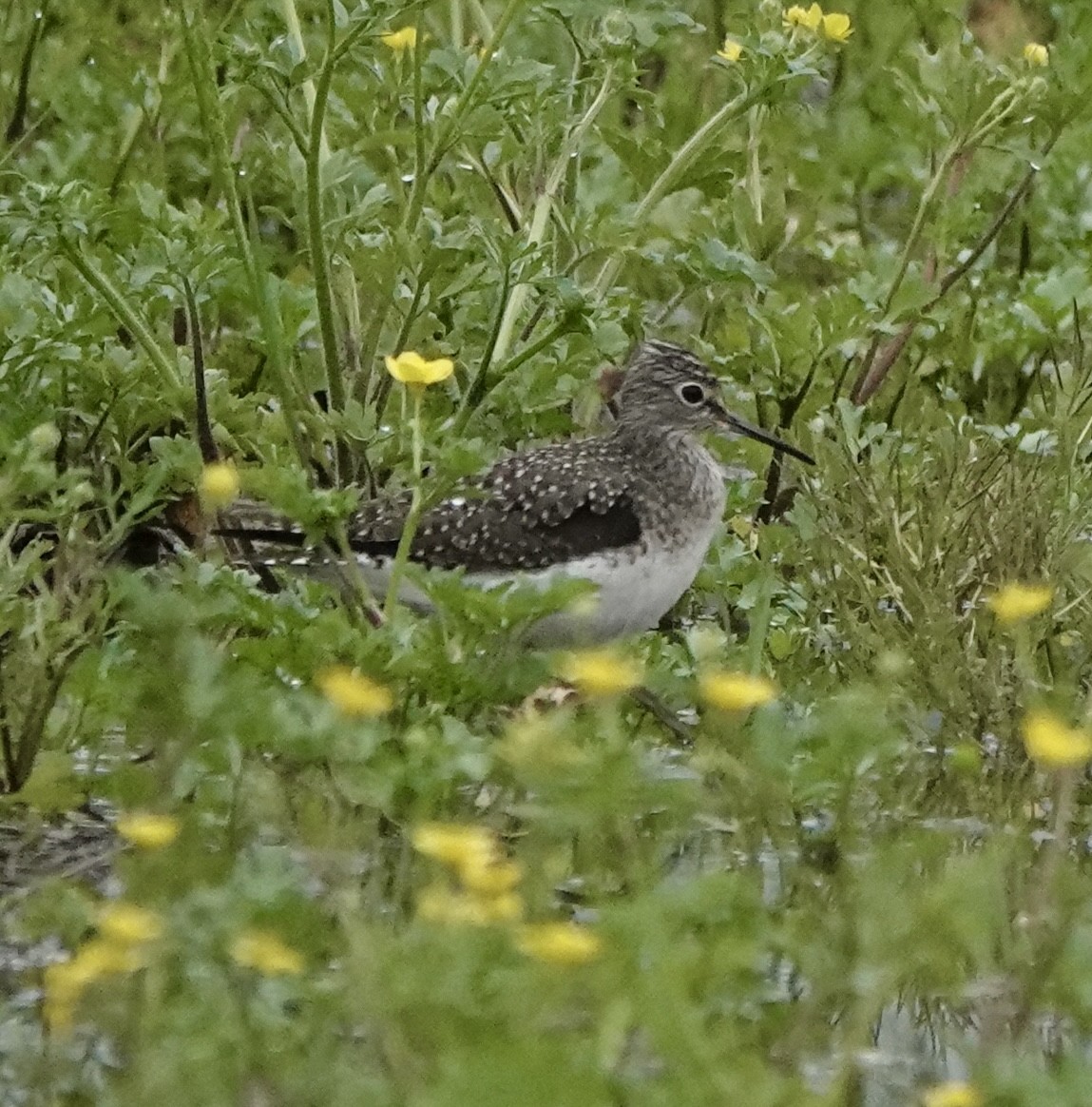 eBird Checklist - 24 Apr 2025 - Taylor land (Private, by permission ...