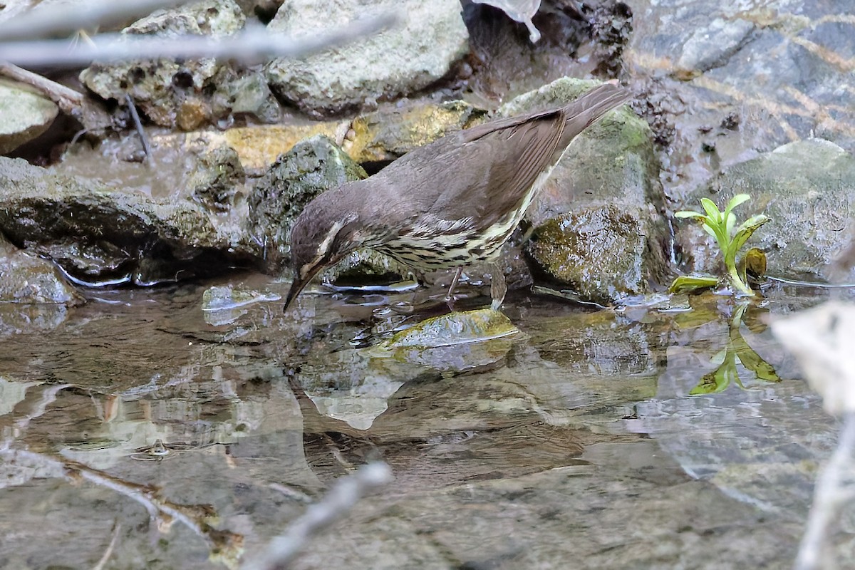 ML634353892 - Northern Waterthrush - Macaulay Library
