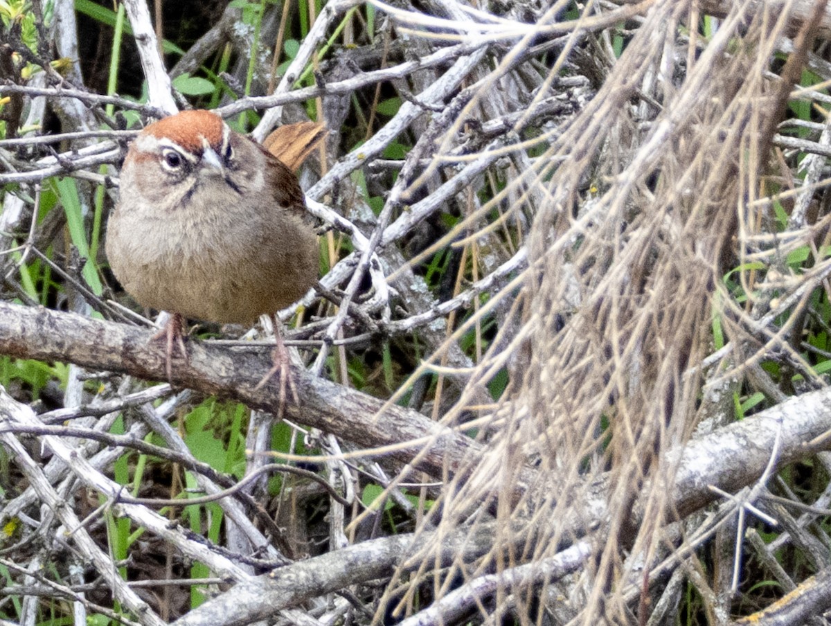 ML634355448 - Rufous-crowned Sparrow - Macaulay Library
