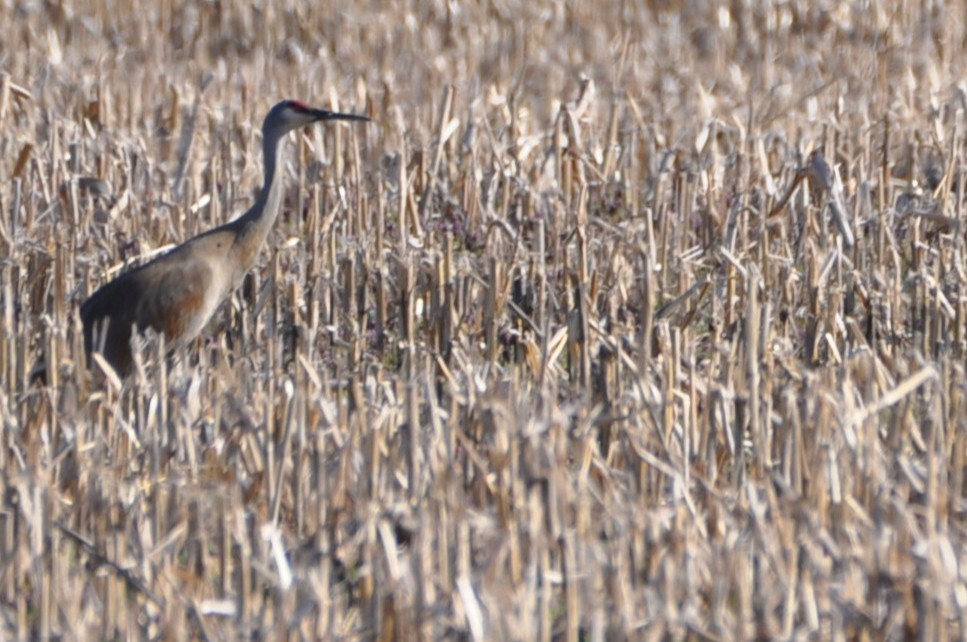 Pennsylvania Bird Atlas Checklist - 24 Apr 2025 - rte 285 - 1 species
