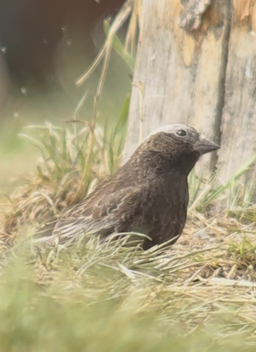 eBird Checklist - 24 Apr 2025 - Wildernest (community) - 23 species