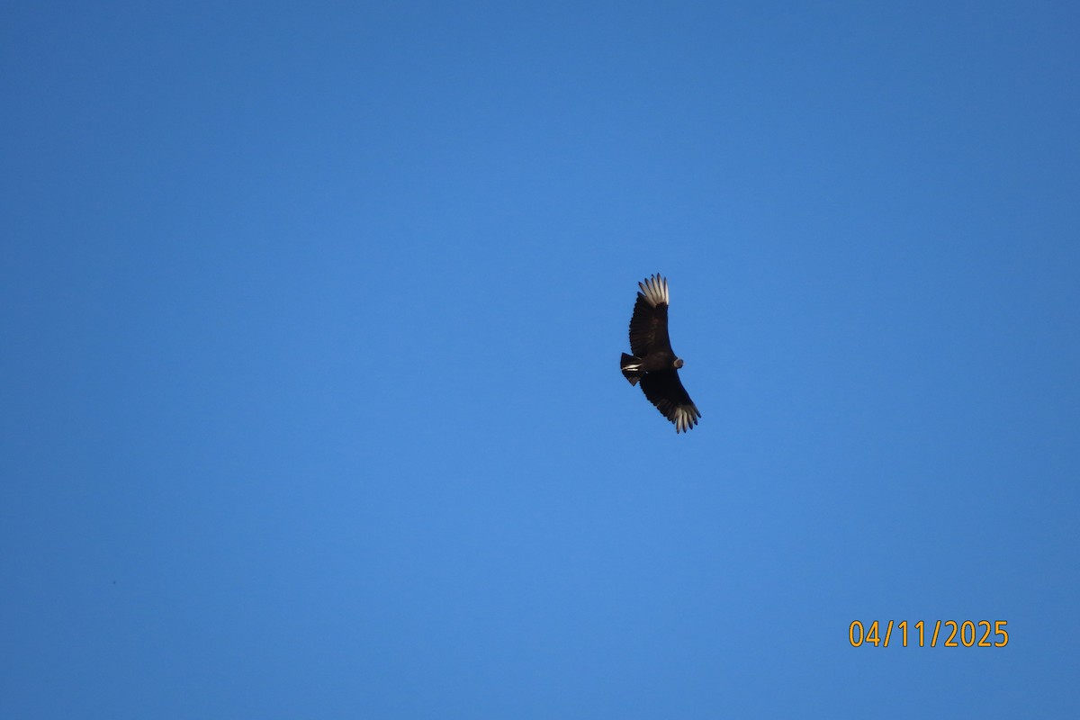 eBird Checklist - 11 Apr 2025 - Zapata Co.--Las Palmas Rd. - 26 species
