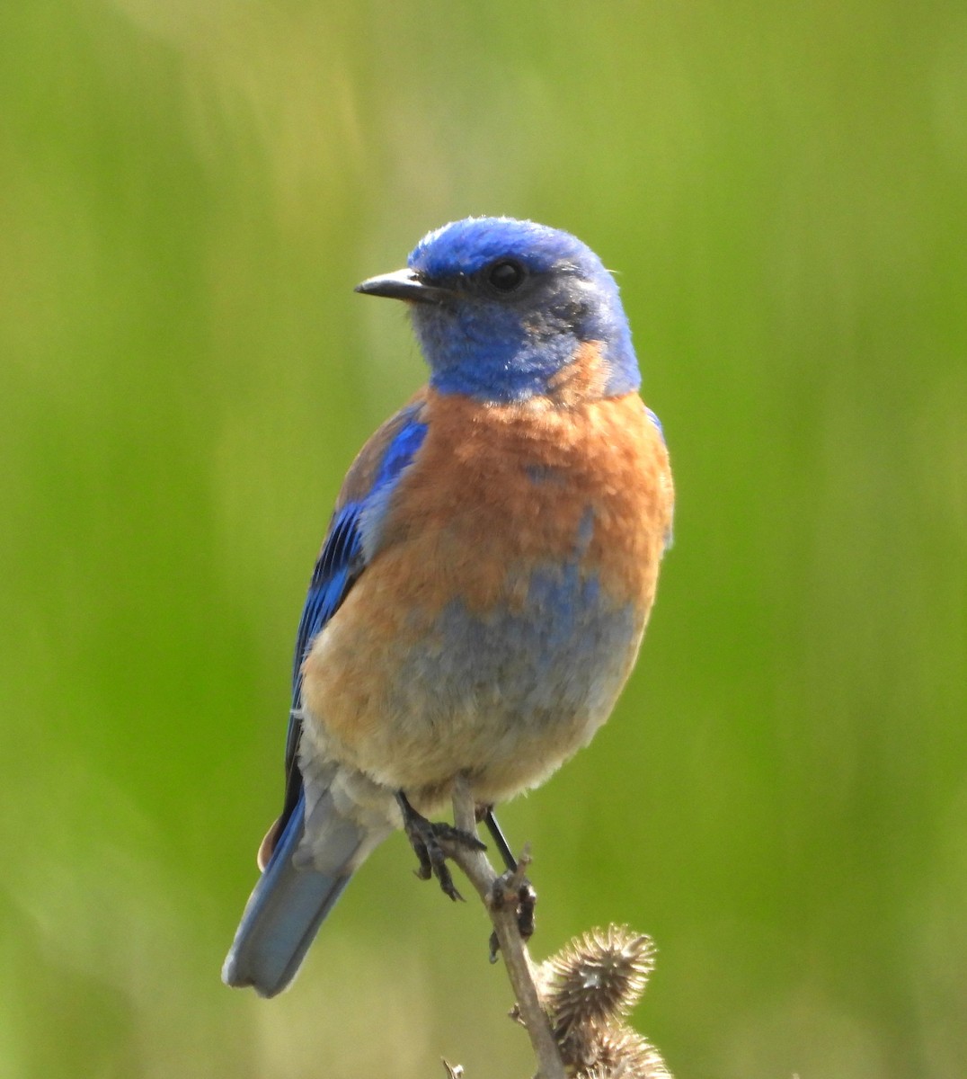 eBird Checklist - 24 Apr 2025 - UCSB North Campus Open Space (formerly ...