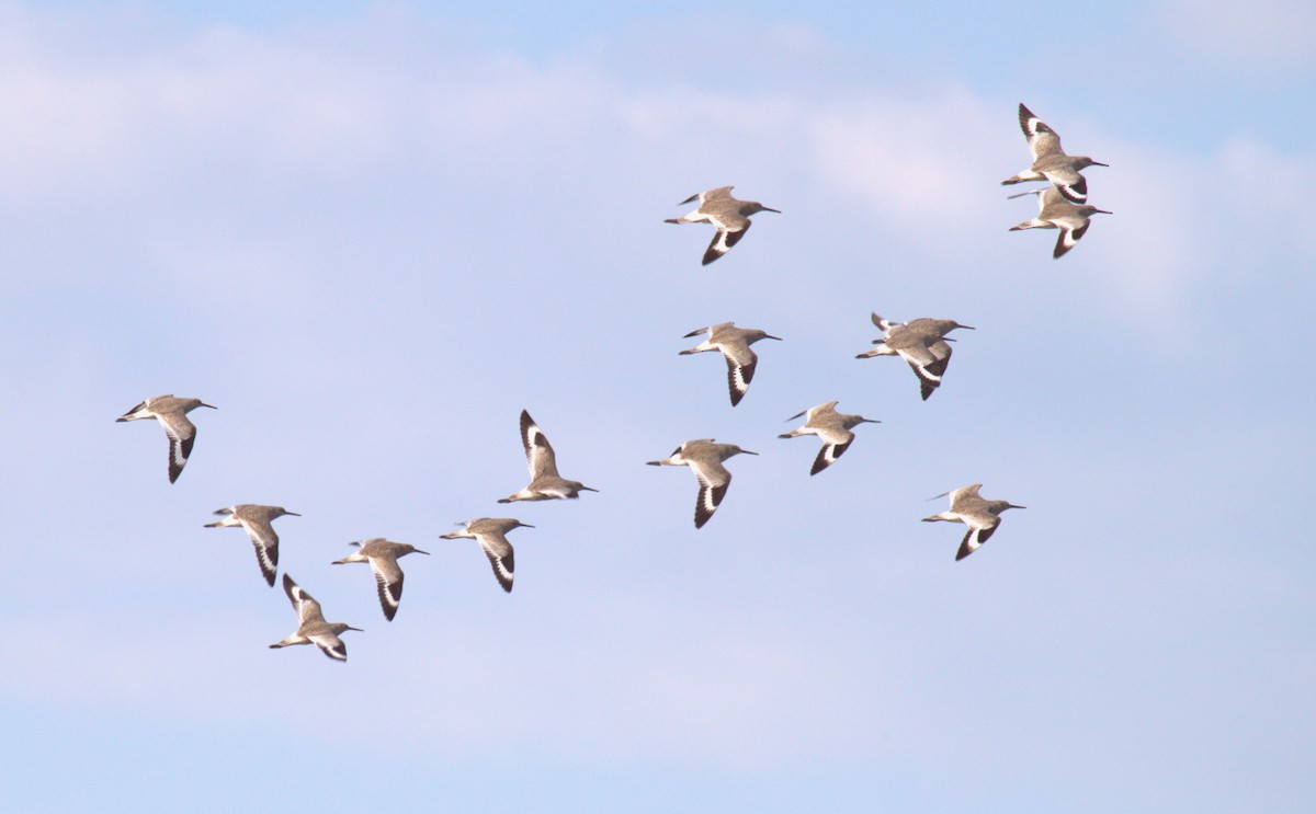 eBird Checklist - 24 Apr 2025 - Prairie Oaks Metro Park--Darby Bend ...
