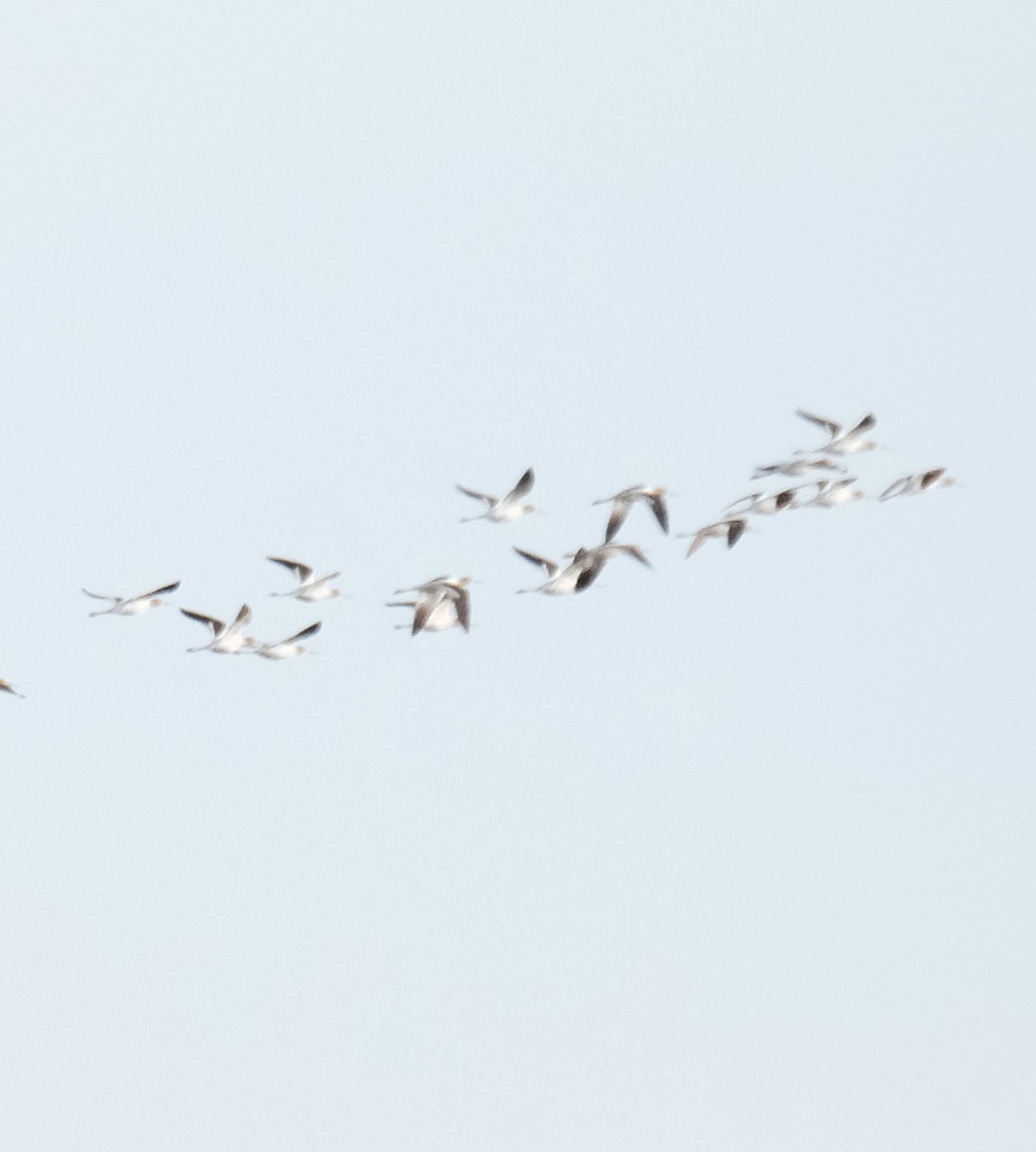 eBird Checklist - 24 Apr 2025 - Howard Marsh--West Side of Howard Rd ...