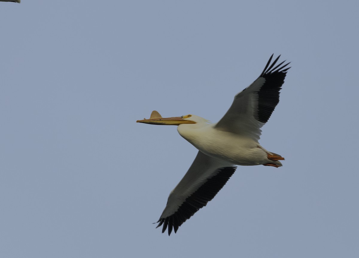 eBird Checklist - 24 Apr 2025 - Virmond Park - 13 species