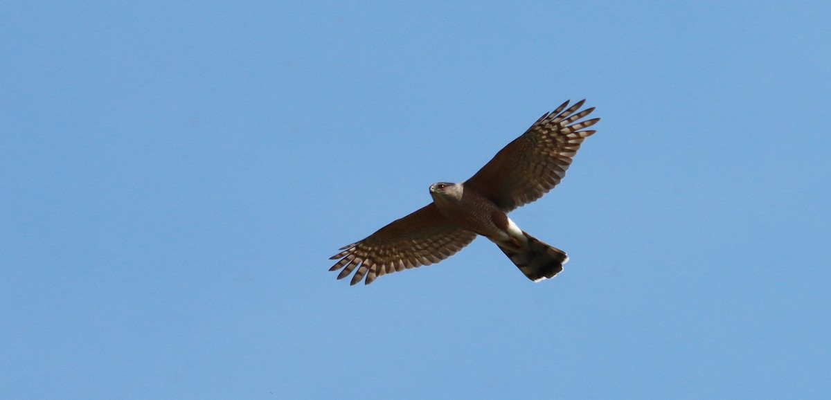 ML634378722 - Cooper's Hawk - Macaulay Library