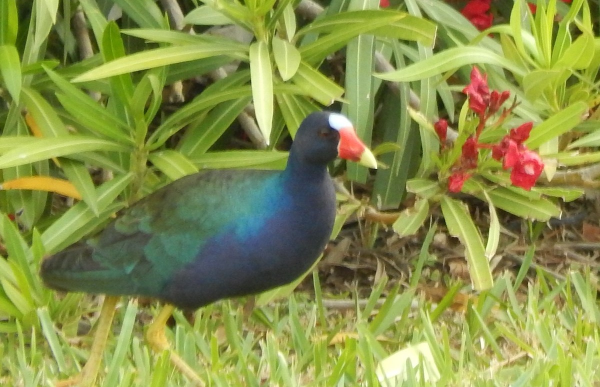 eBird Checklist - 24 Apr 2025 - Port Aransas Nature Preserve at Charlie ...