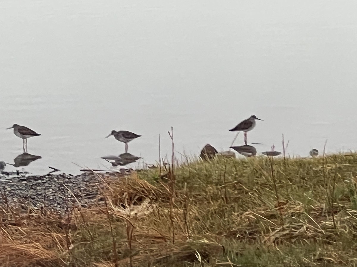 eBird Checklist - 24 Apr 2025 - Beck Lake Park - 16 species