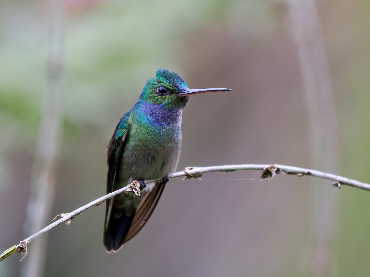 ML634381390 - Charming Hummingbird - Macaulay Library