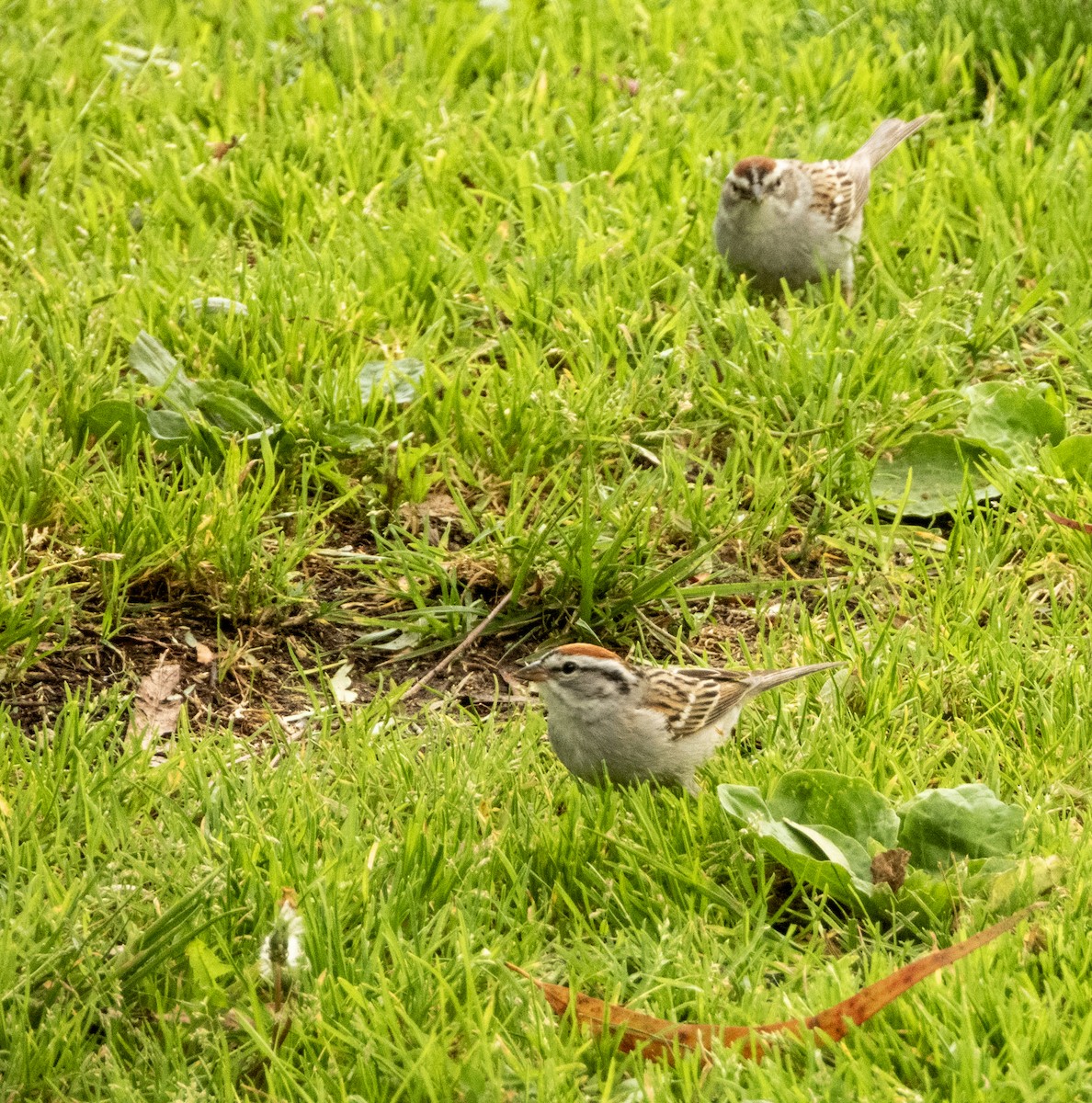 ML634383105 - Chipping Sparrow - Macaulay Library