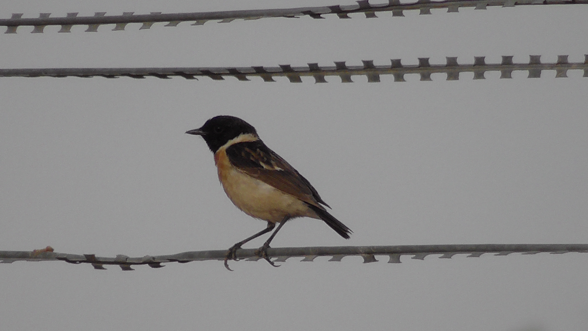 ML634385463 - Siberian Stonechat - Macaulay Library