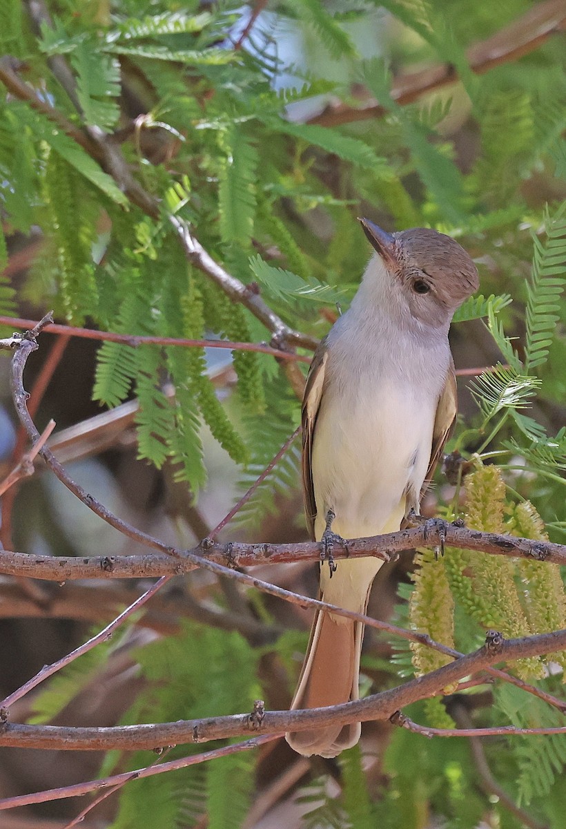 eBird Checklist - 24 Apr 2025 - Riggs and Price Rds. ponds - 37 species
