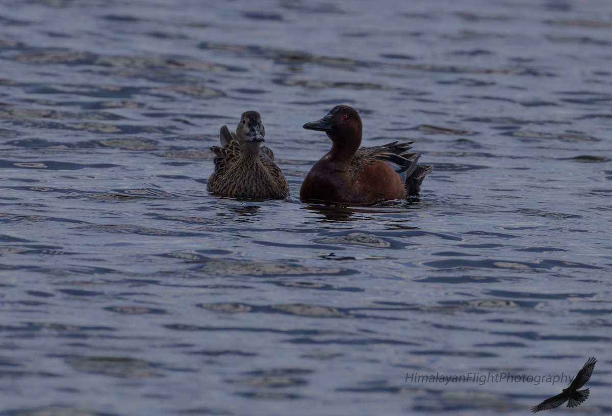 eBird Checklist - 24 Apr 2025 - Frank Lake--NW lookout/blind/outflow ...