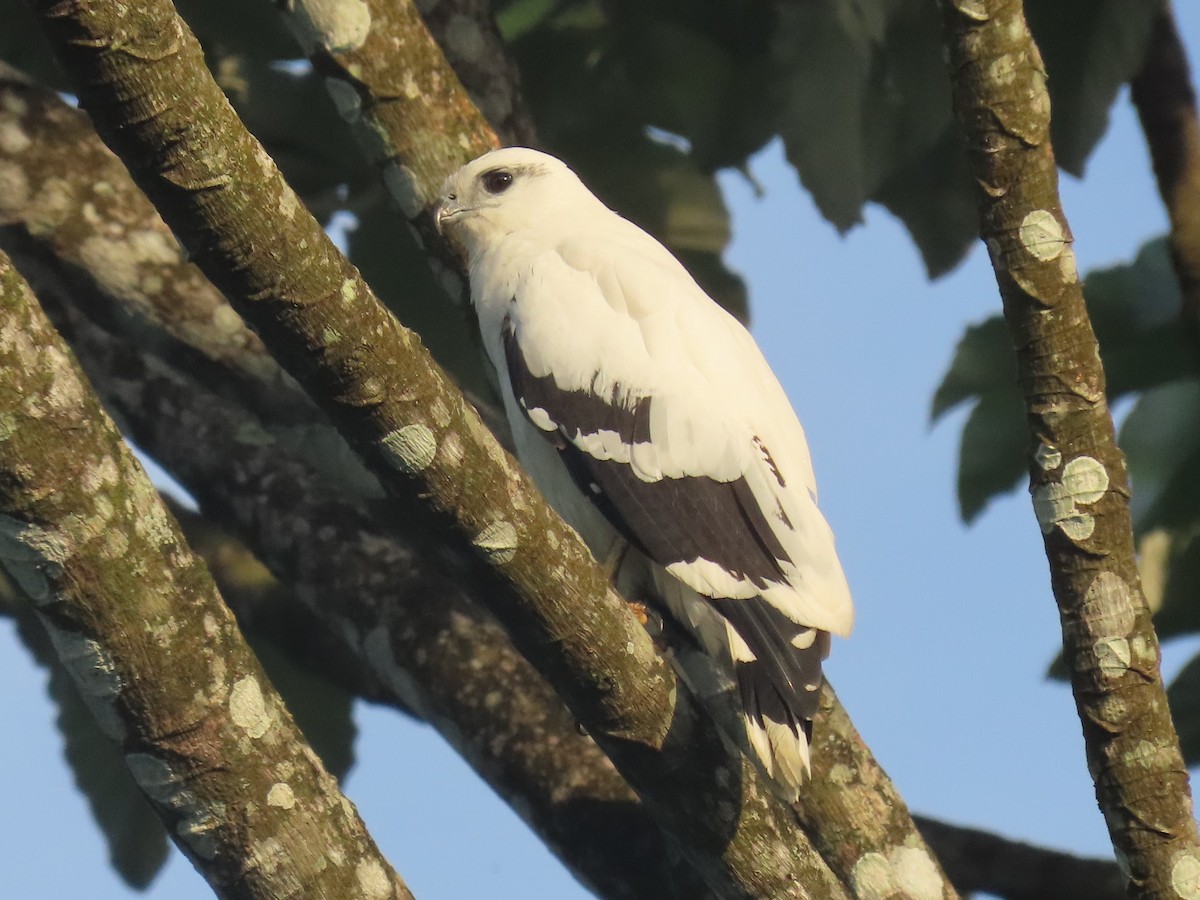 eBird Checklist - 20 Mar 2024 - Delta Costa Rica, RNVS Corredor ...
