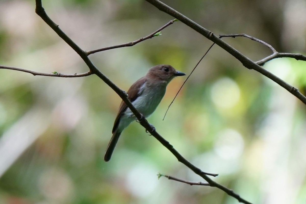 eBird Checklist - 19 Apr 2025 - Aningalan--lower forest, San Remigio ...