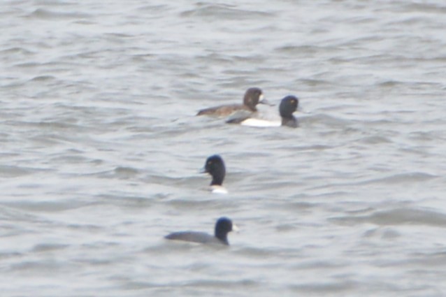 eBird Checklist - 24 Apr 2025 - Swan Lake State Park, Carroll US-IA 42. ...