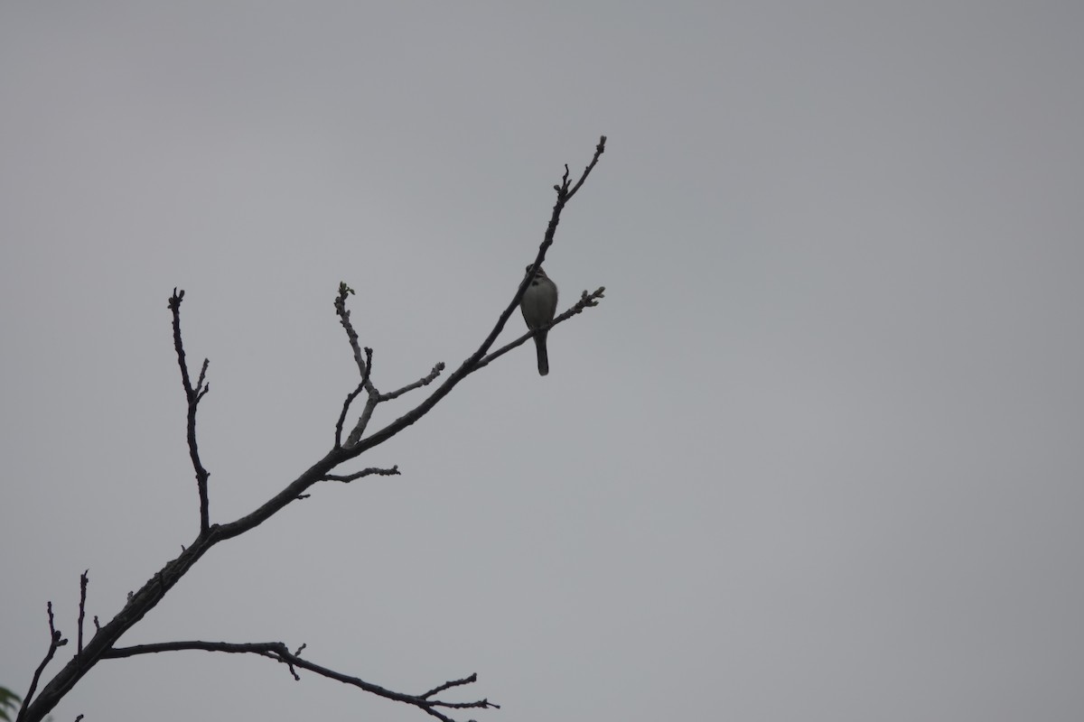 eBird Checklist - 25 Apr 2025 - Bray Family Homestead Park - 32 species