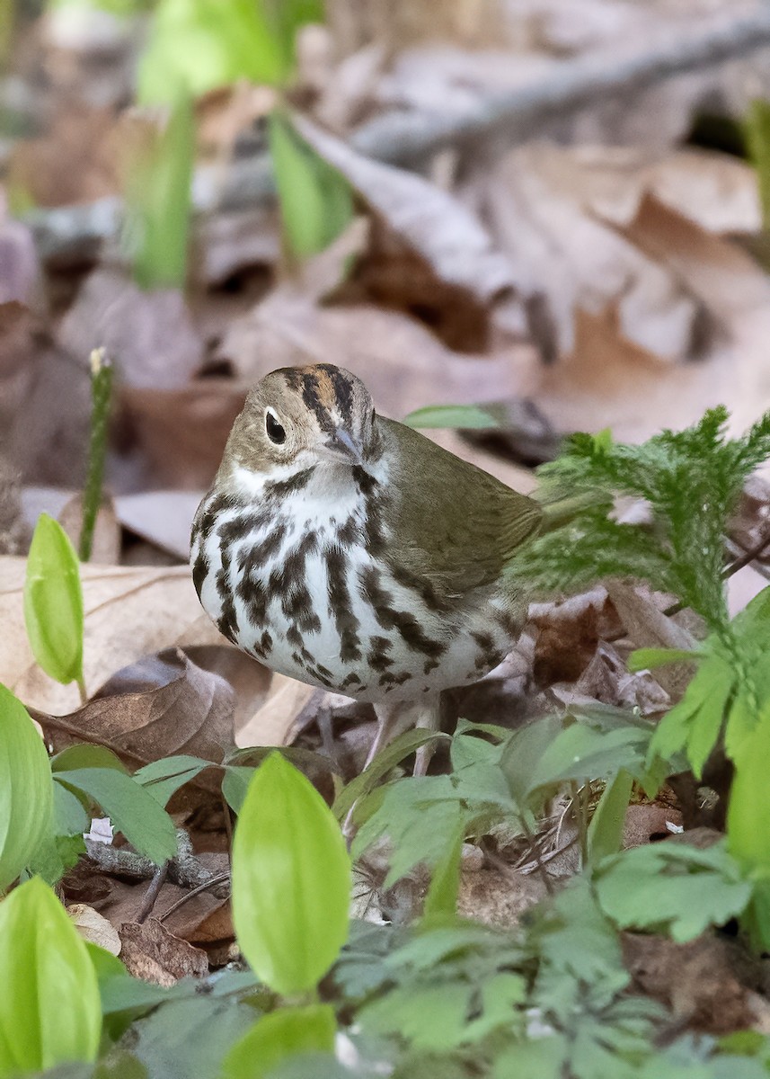 eBird Checklist - 25 Apr 2025 - Pardon Gray Preserve and Weetamoo Woods ...