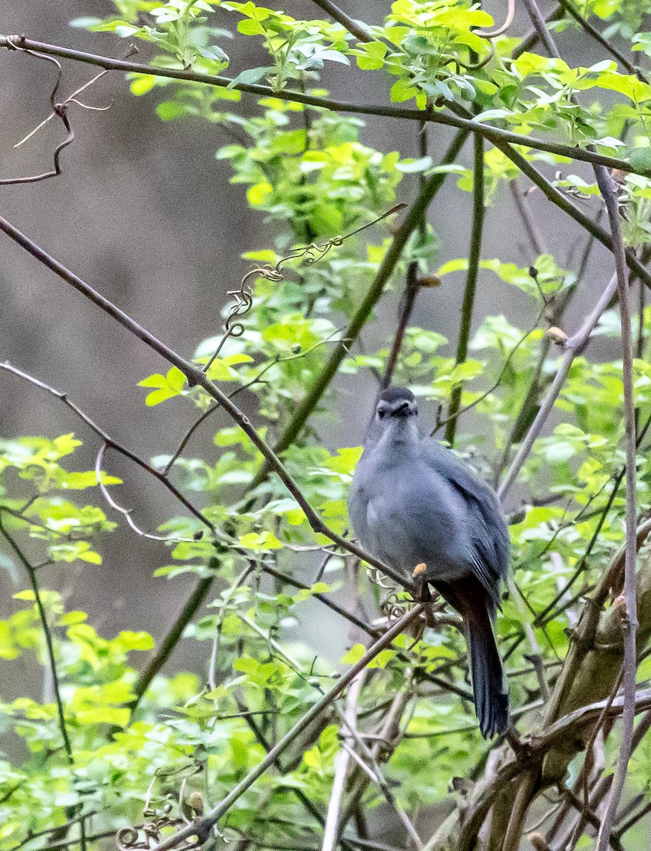 Pennsylvania Bird Atlas Checklist - 25 Apr 2025 - SGL 185 Route 580 & Zenith Rd. - 27 species