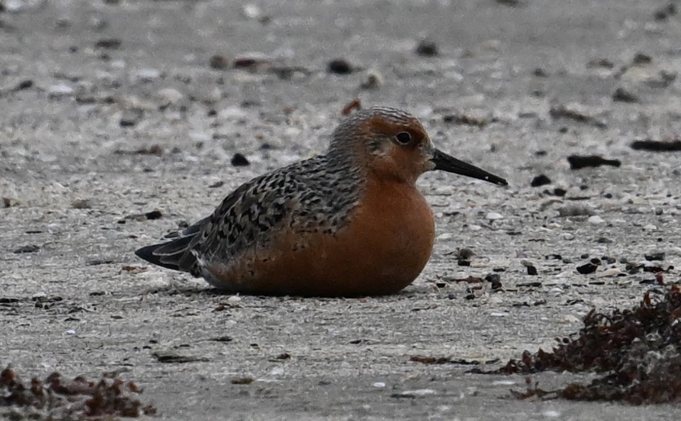 eBird Checklist - 25 Apr 2025 - San Luis Pass (Galveston Co.)(UTC 071 ...