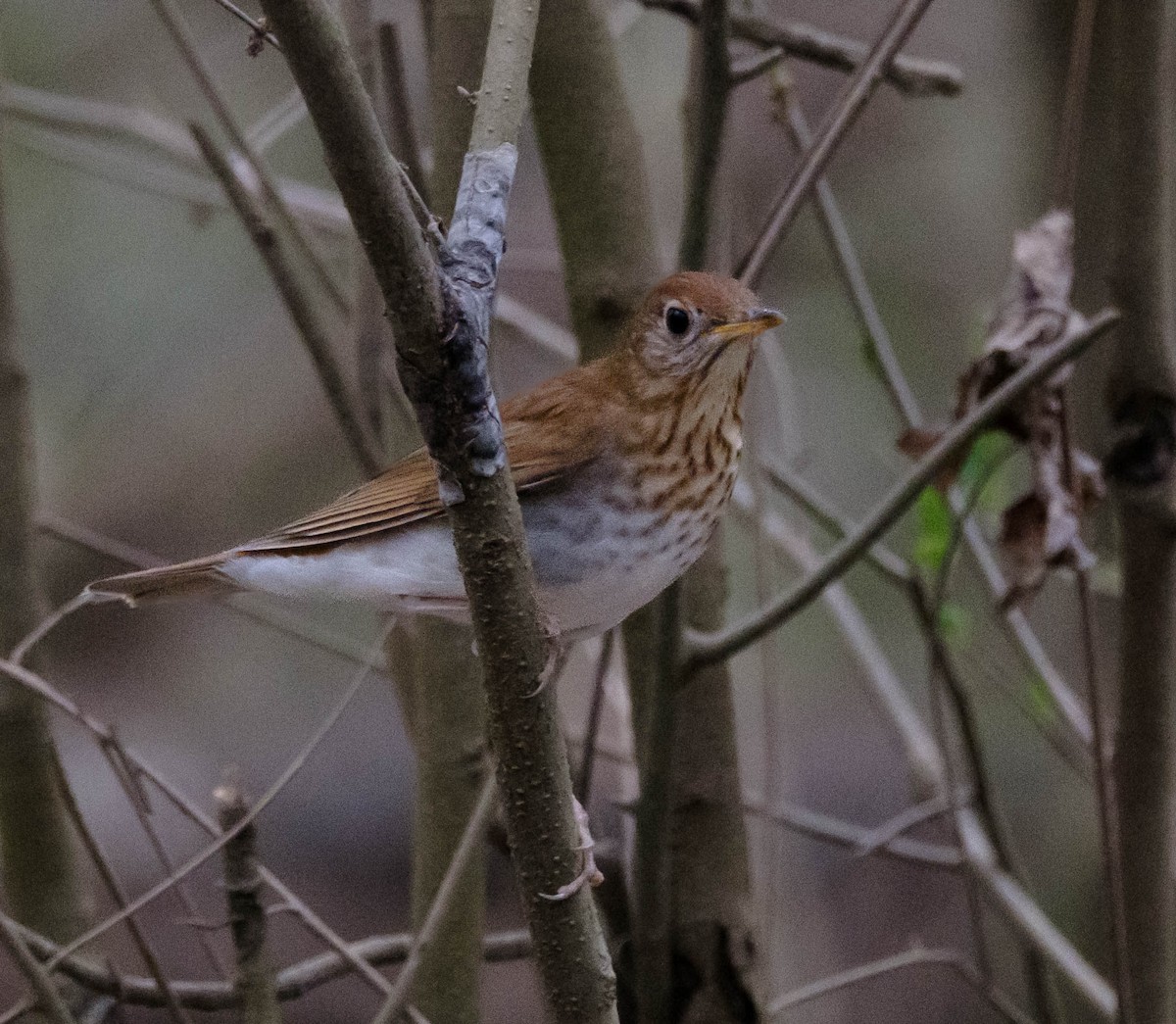 eBird Checklist - 25 Apr 2025 - Conemaugh River Lake--West Penn Trail ...