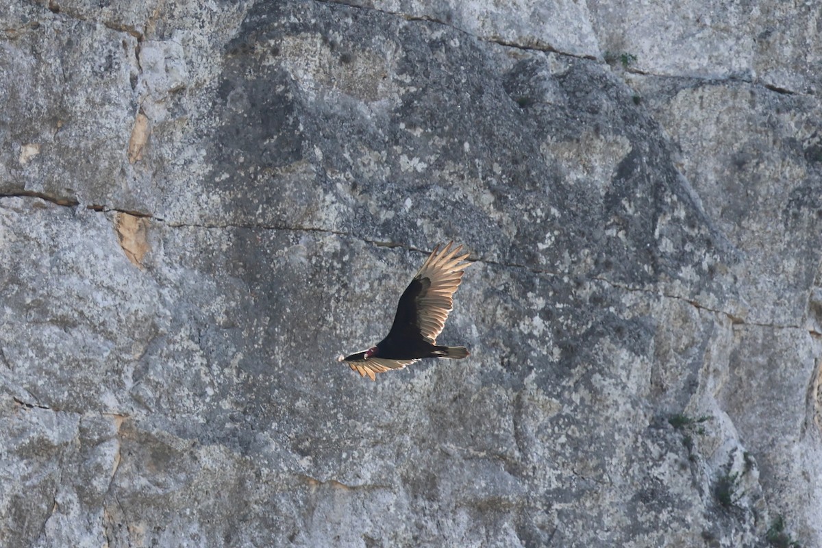 eBird Checklist - 16 Apr 2025 - Chalk Bluff River Resort & Park (HOTW ...