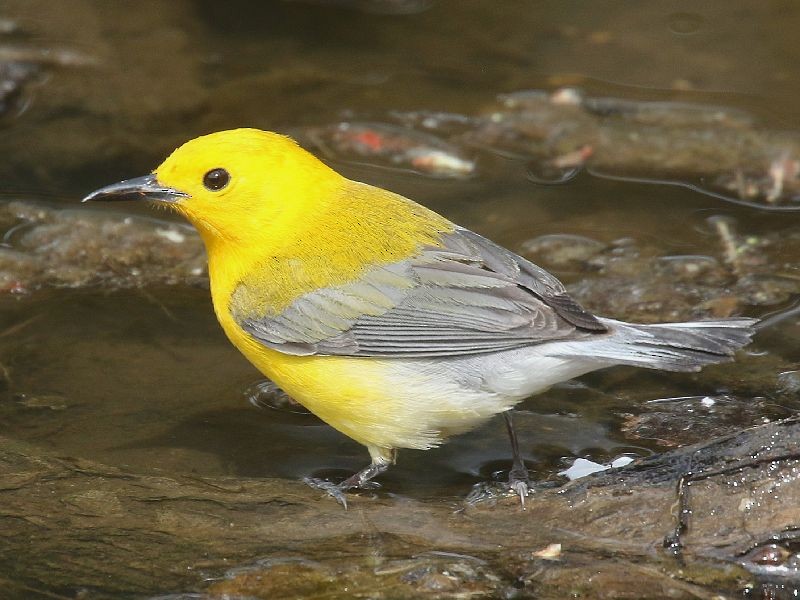 ML634419515 - Prothonotary Warbler - Macaulay Library