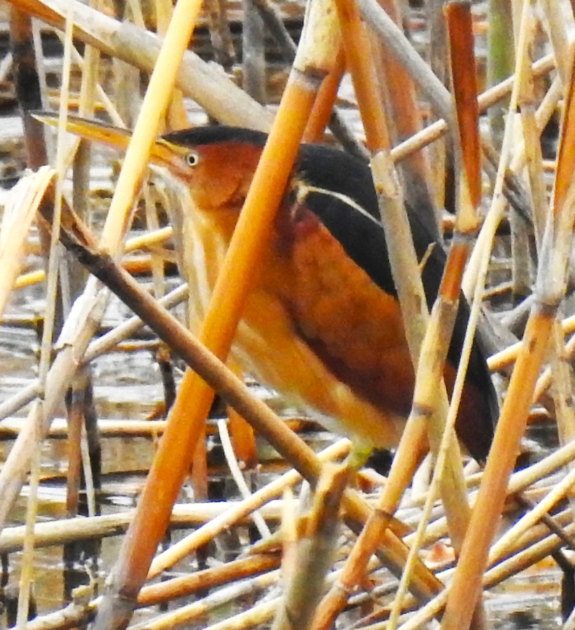 Least Bittern (Northern) - eBird