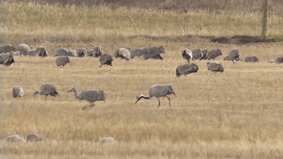 eBird Checklist - 24 Apr 2025 - Sullivan Lake - 6 species