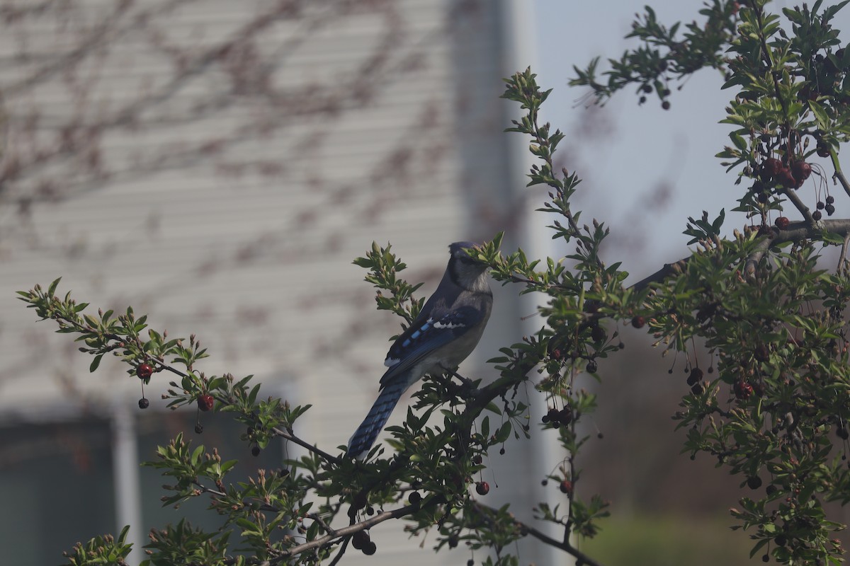eBird Checklist - 24 Apr 2025 - My house, 10608 67th Place, Kenosha ...