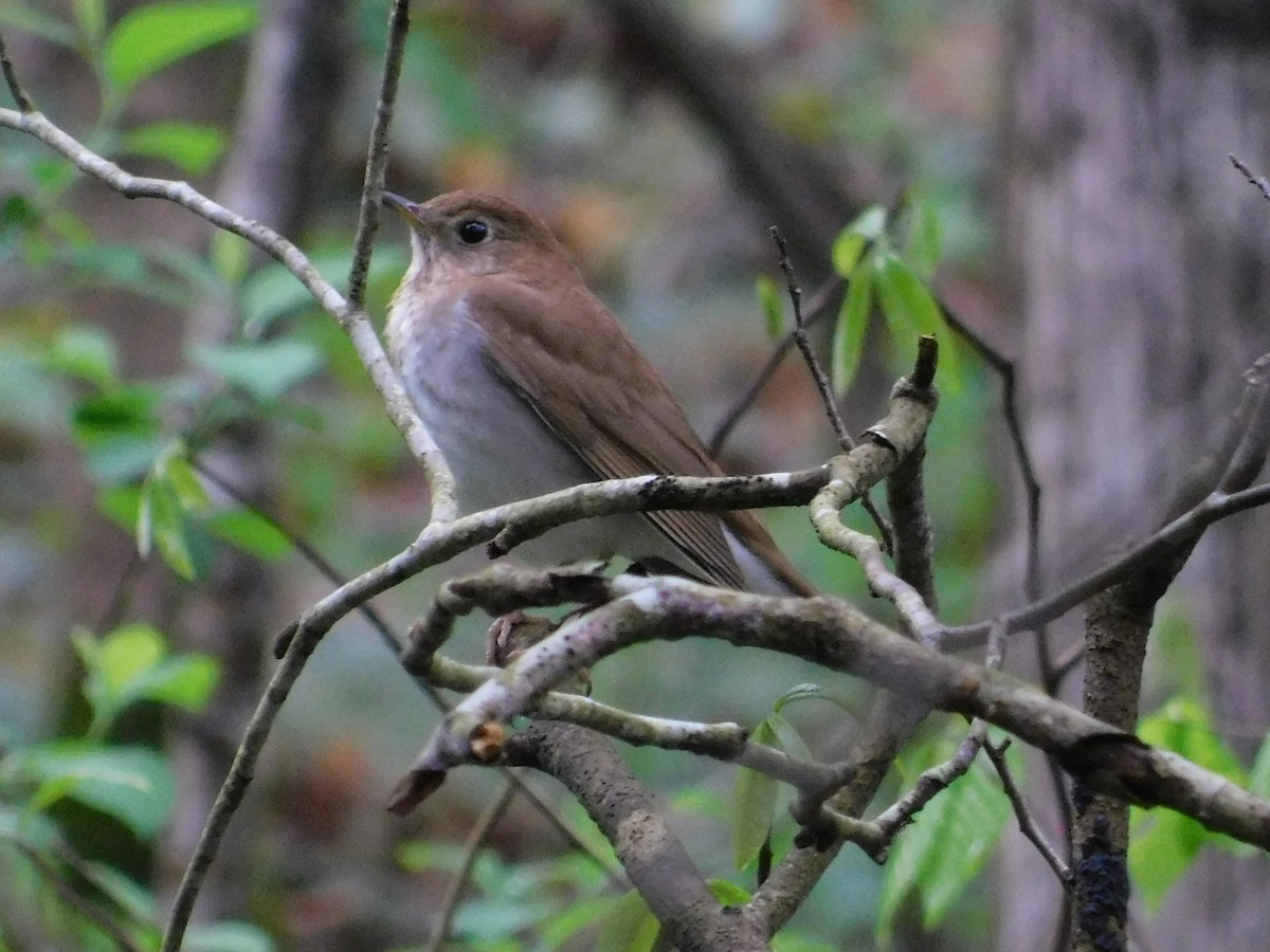 eBird Checklist - 25 Apr 2025 - Gladys Riley Golden Star Lily Preserve ...