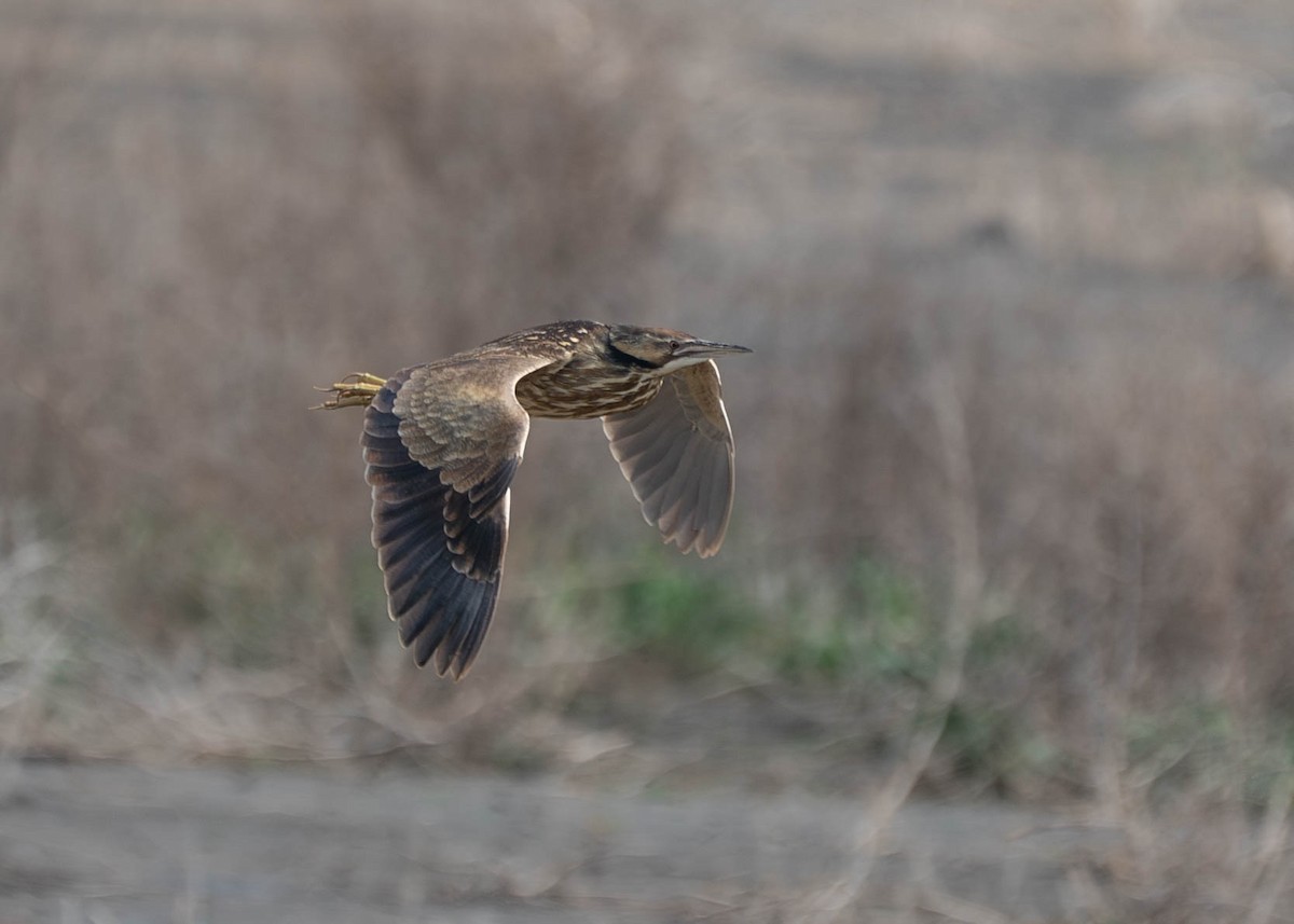 eBird Checklist - 24 Apr 2025 - Cheyenne Bottoms WA - 65 species