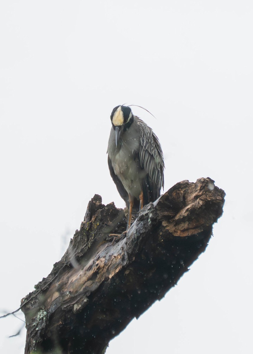 eBird Checklist - 20 Apr 2025 - Deep Fork NWR - 41 species