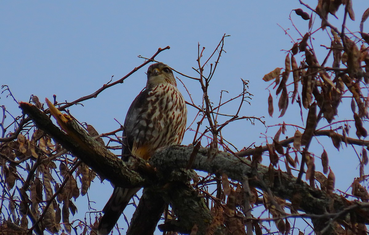 eBird Checklist - 25 Apr 2025 - Sibbald Point Provincial Park - 32 species