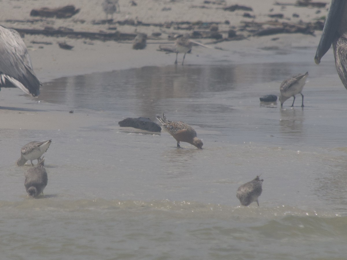 eBird Checklist - 25 Apr 2025 - West Ship Island - 66 species