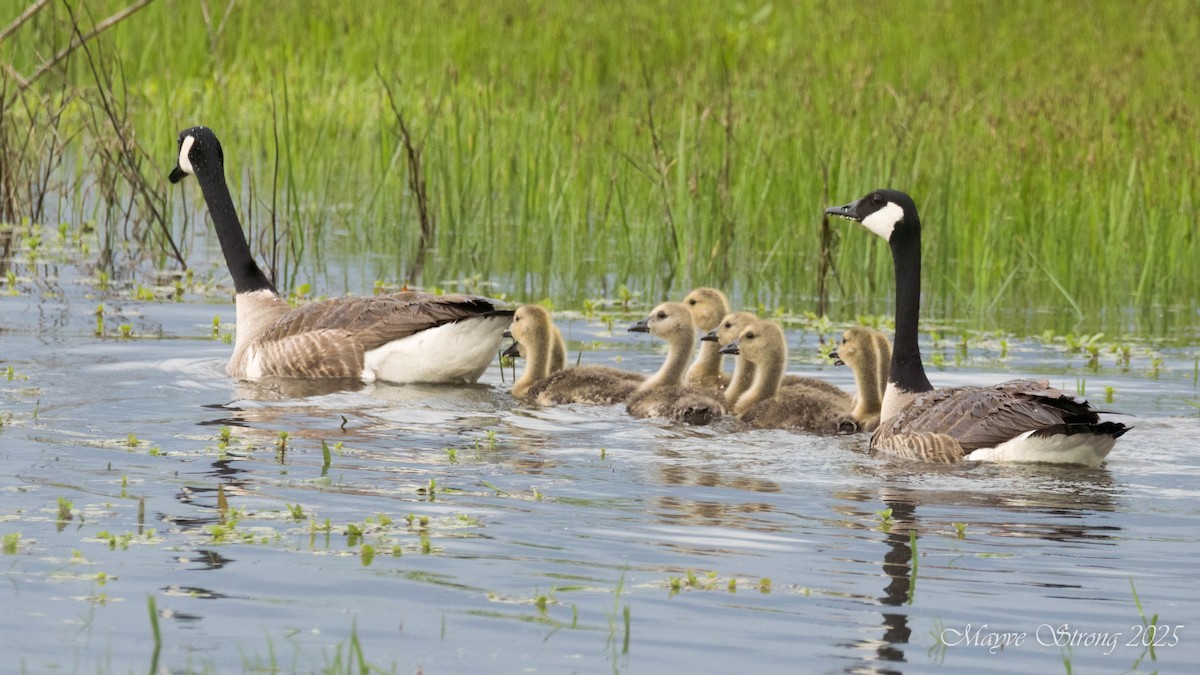eBird Checklist - 25 Apr 2025 - Hagerman NWR - 60 species