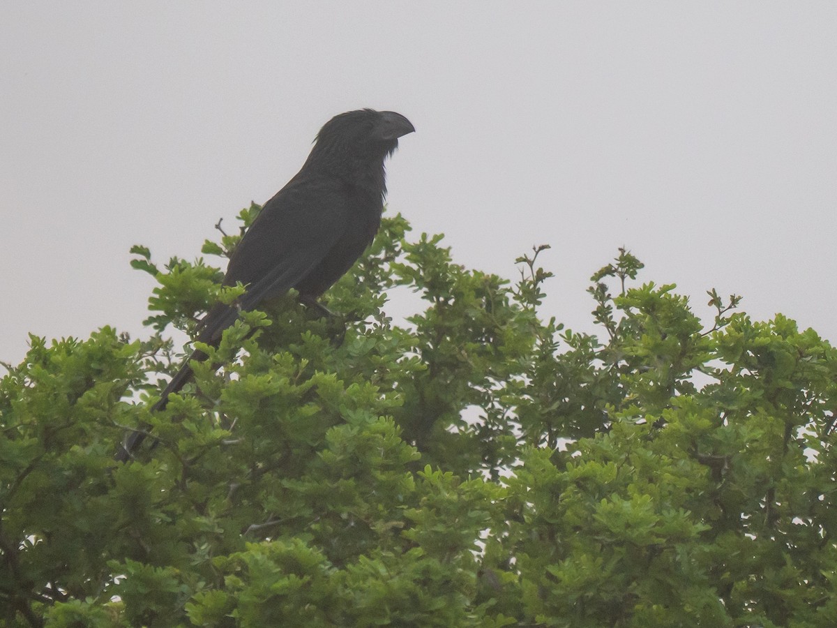 eBird Checklist - 25 Apr 2025 - King Ranch--Norias Division (Kenedy Co ...