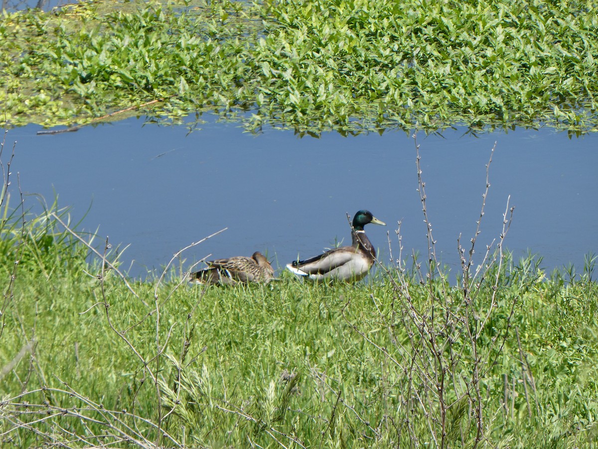 eBird Checklist - 21 Apr 2025 - Natomas Rd. ACOE project area (Sutter ...