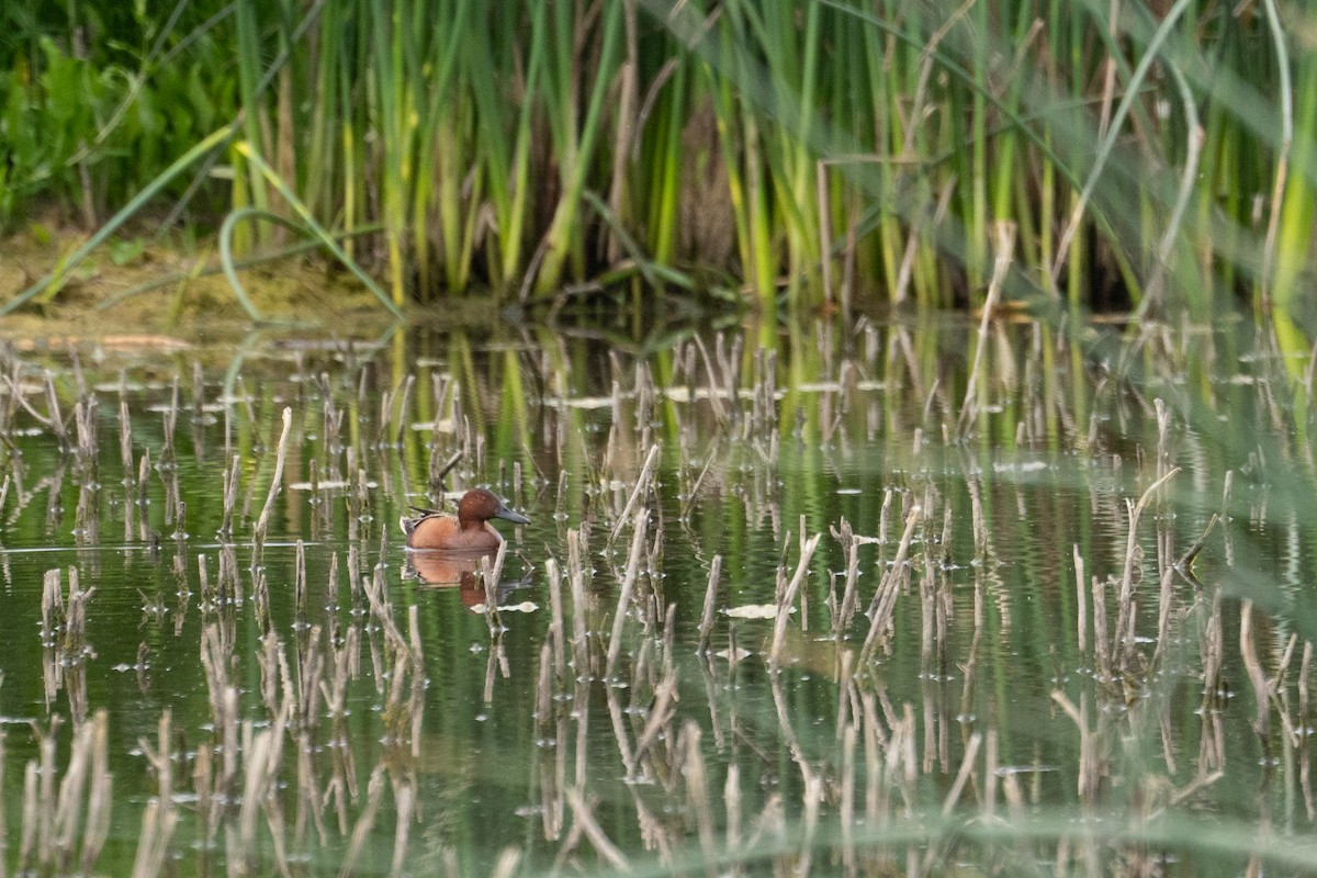 eBird Checklist - 25 Apr 2025 - Merced NWR (Please use a more specific ...