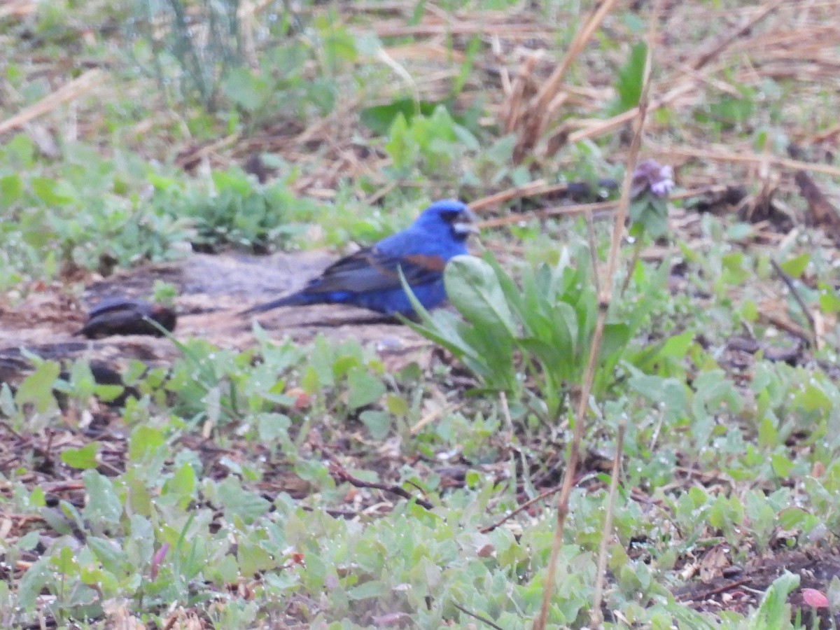 Pennsylvania Bird Atlas Checklist - 26 Apr 2025 - Hopeland Road To ...