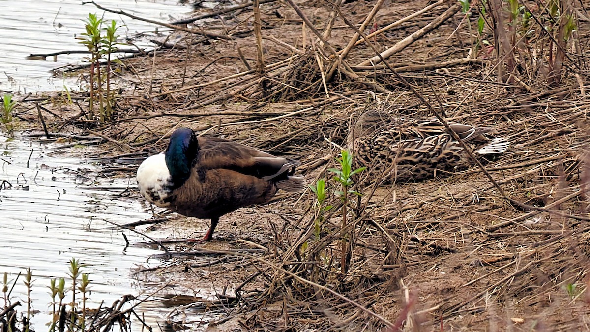 Pennsylvania Bird Atlas Checklist - 26 Apr 2025 - Krocks Rd. Retention Ponds - 40 species (+1 ...