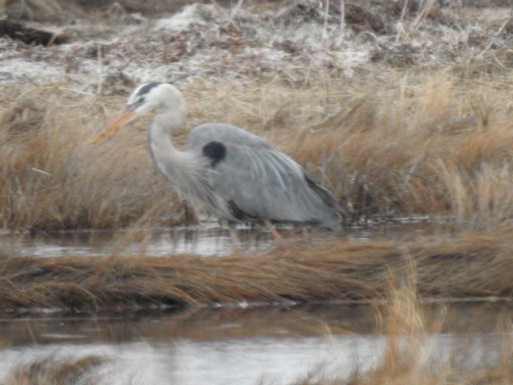 eBird Checklist - 22 Apr 2025 - Île-aux-foins Park (Hay Island) - 1 species