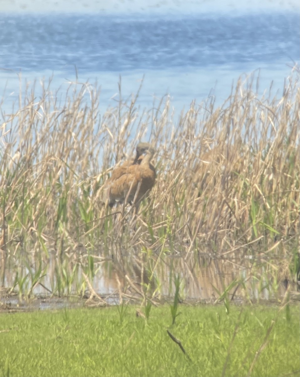 eBird Checklist - 26 Apr 2025 - Chautauqua NWR--Headquarters - 63 ...